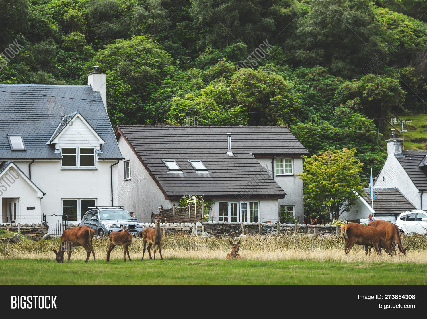 Irish Countryside Scene