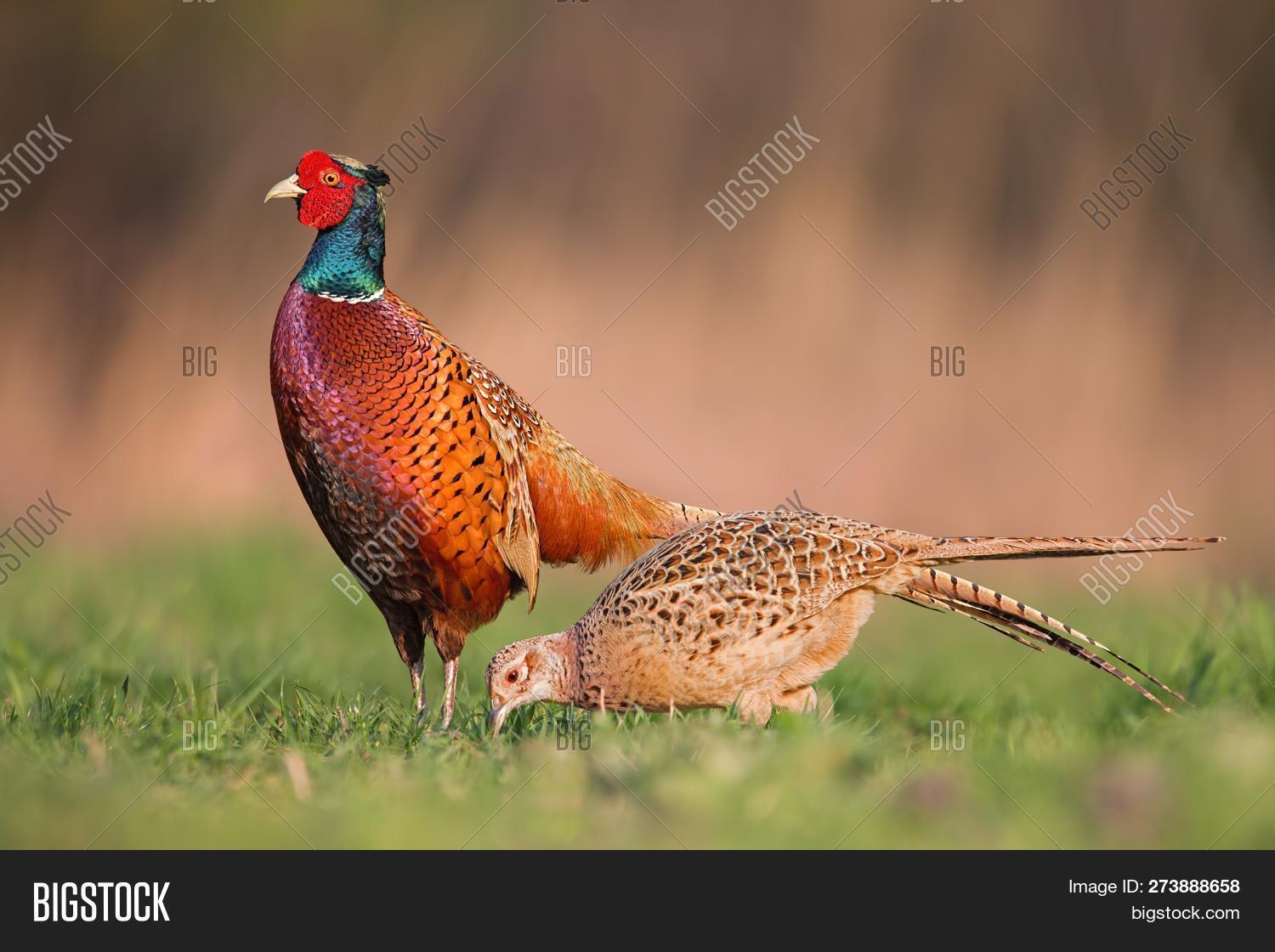 Male Common Pheasants Image & Photo (Free Trial) | Bigstock