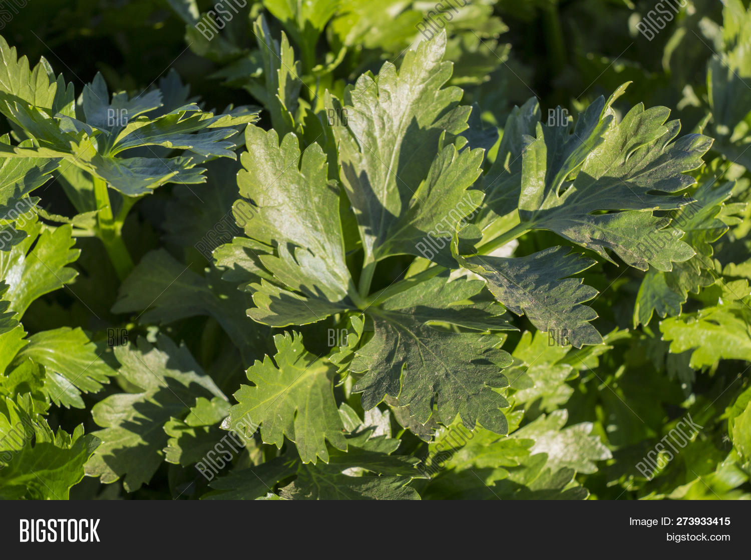 Green Celery, Celery Image & Photo (Free Trial) | Bigstock