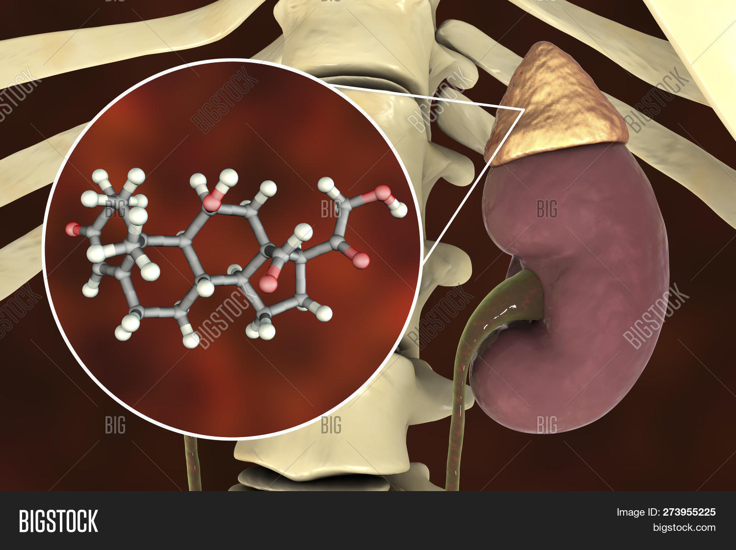 Aldosterone Hormone, Image & Photo (Free Trial) | Bigstock