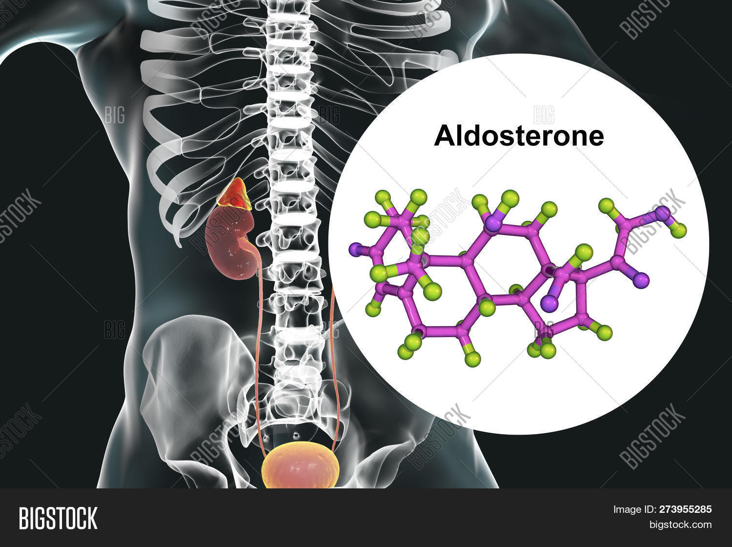 Aldosterone Hormone, Image & Photo (Free Trial) | Bigstock