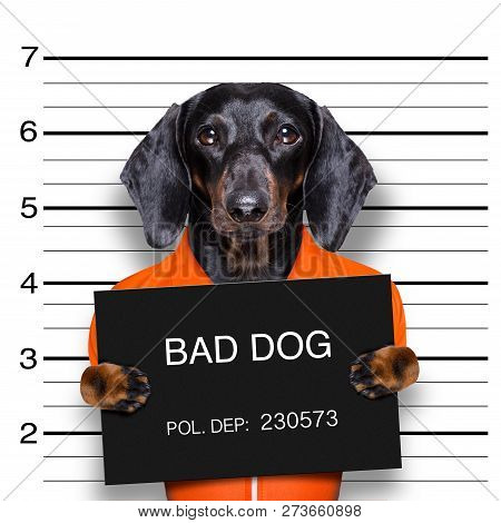 Dachshund Sausage Dog Image & Photo (Free Trial) | Bigstock