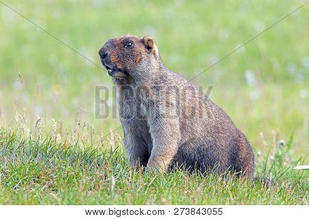 Funny Groundhog Fluffy Image & Photo (Free Trial) | Bigstock
