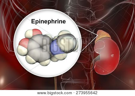 Epinephrine Hormone Image & Photo (Free Trial) | Bigstock