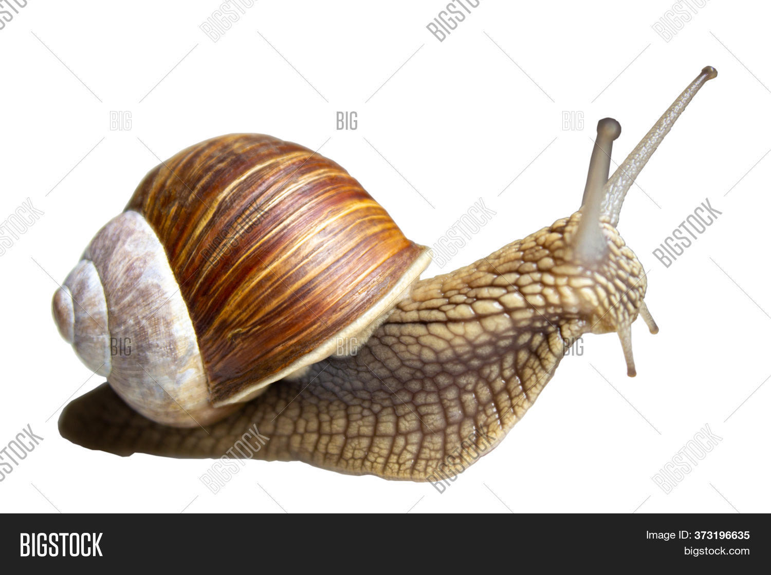 Helix Large Garden Image & Photo (Free Trial) | Bigstock