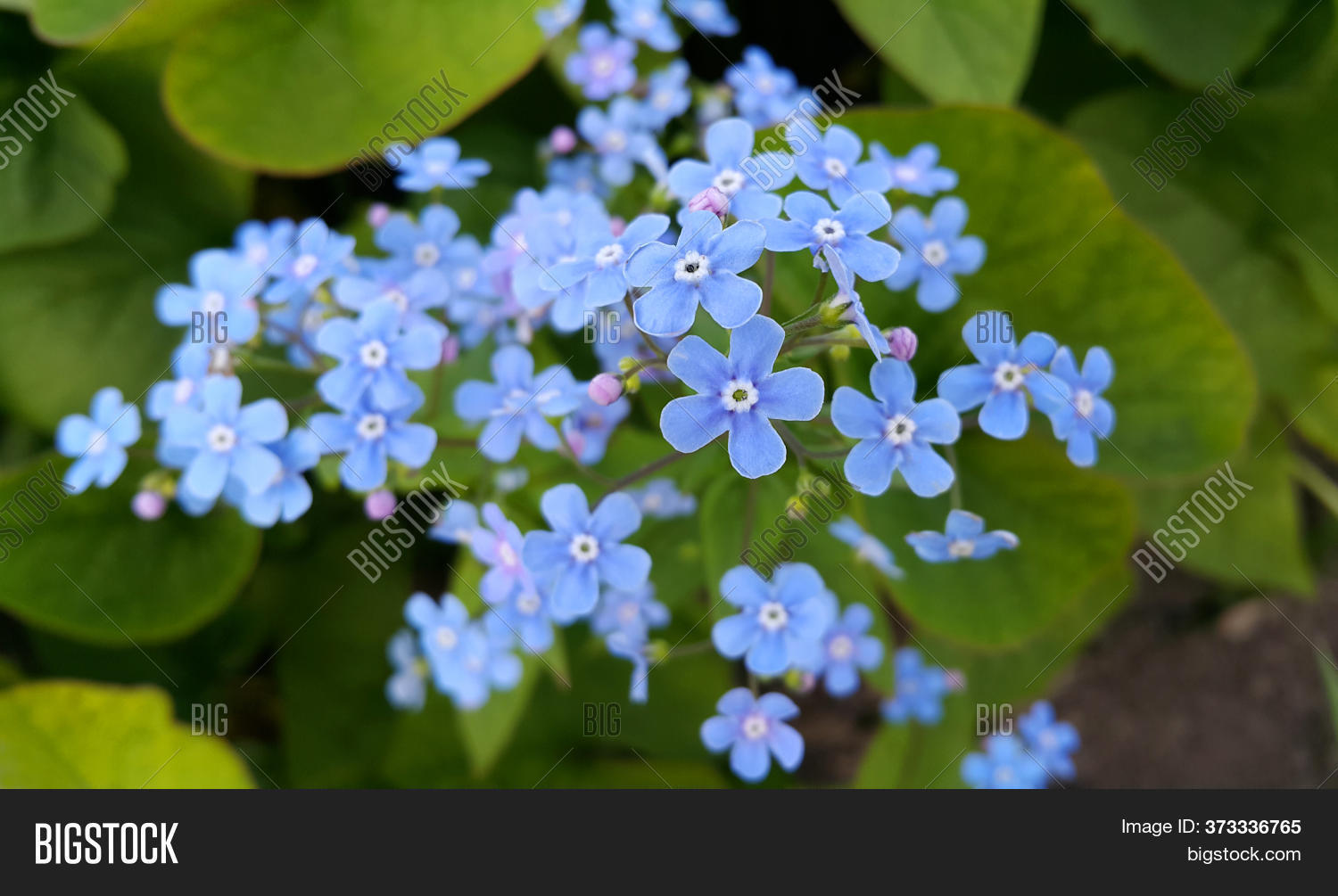 Small Blue Bright Image & Photo (Free Trial) | Bigstock