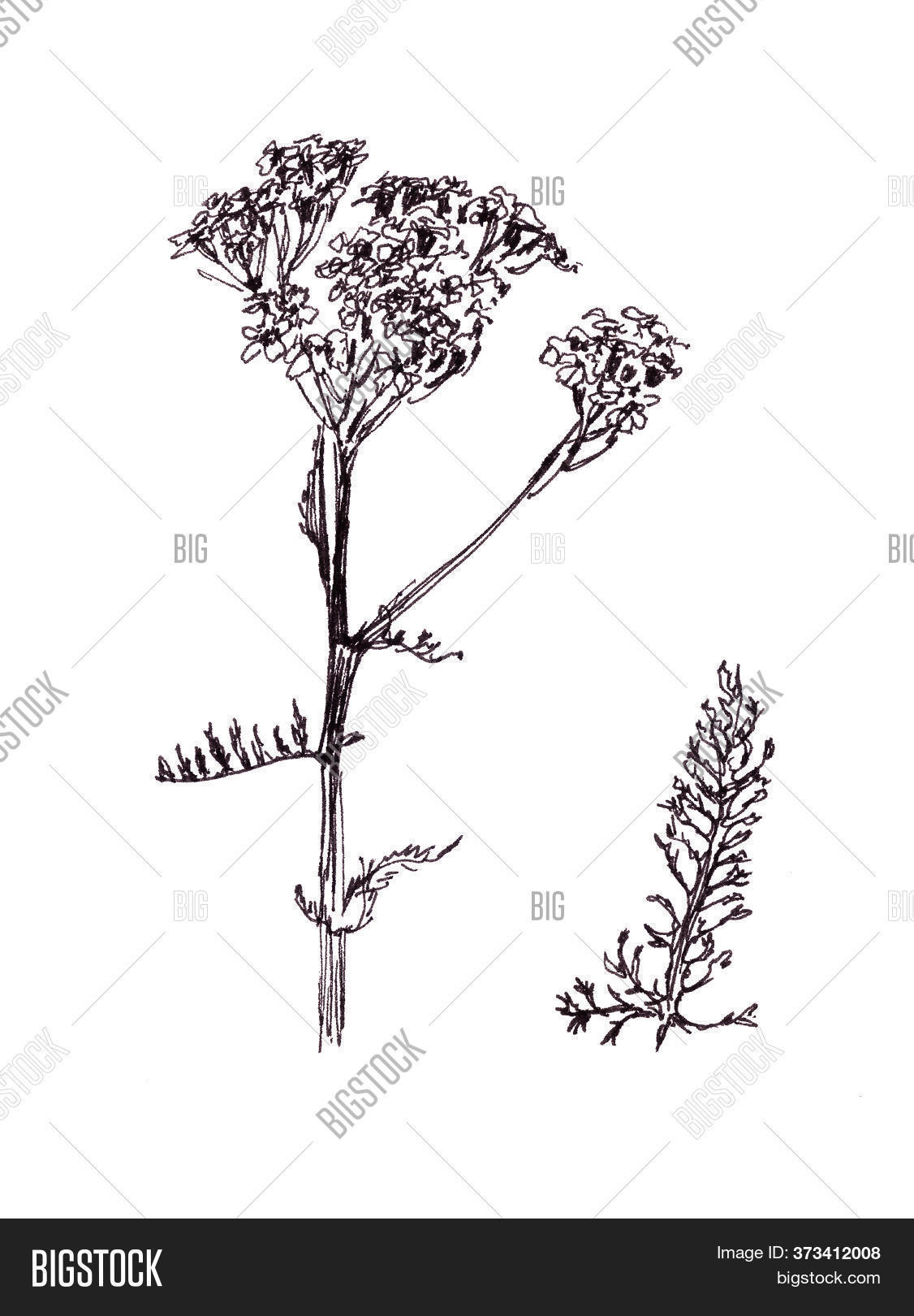 Yarrow Botanical Drawing