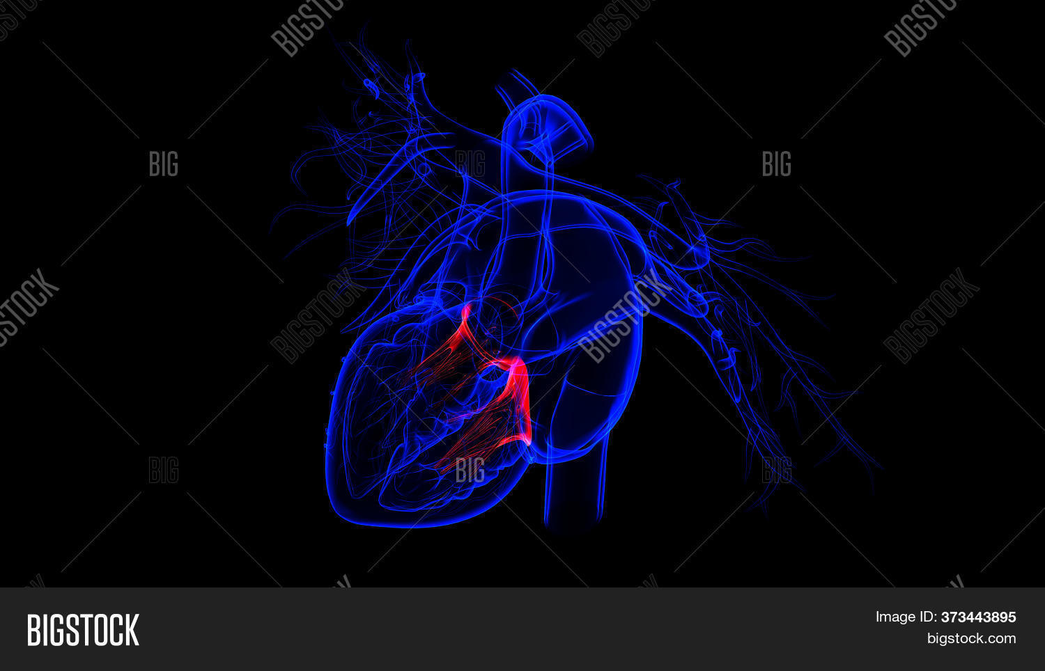 Human Heart Tricuspid Image & Photo (Free Trial) | Bigstock