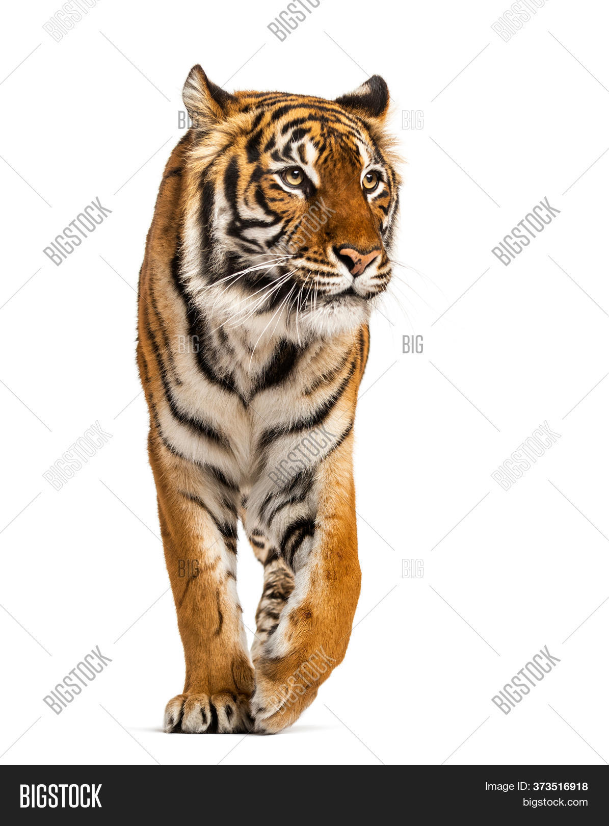 Tiger Walking, Image & Photo (Free Trial) | Bigstock