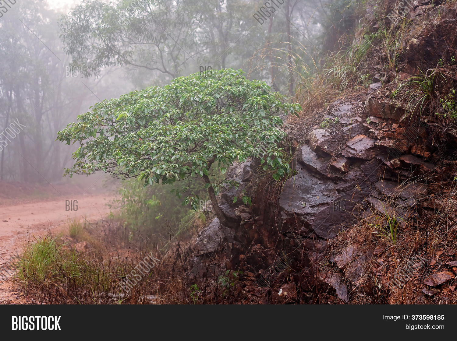 Softly Falling Rain Image & Photo (Free Trial) | Bigstock