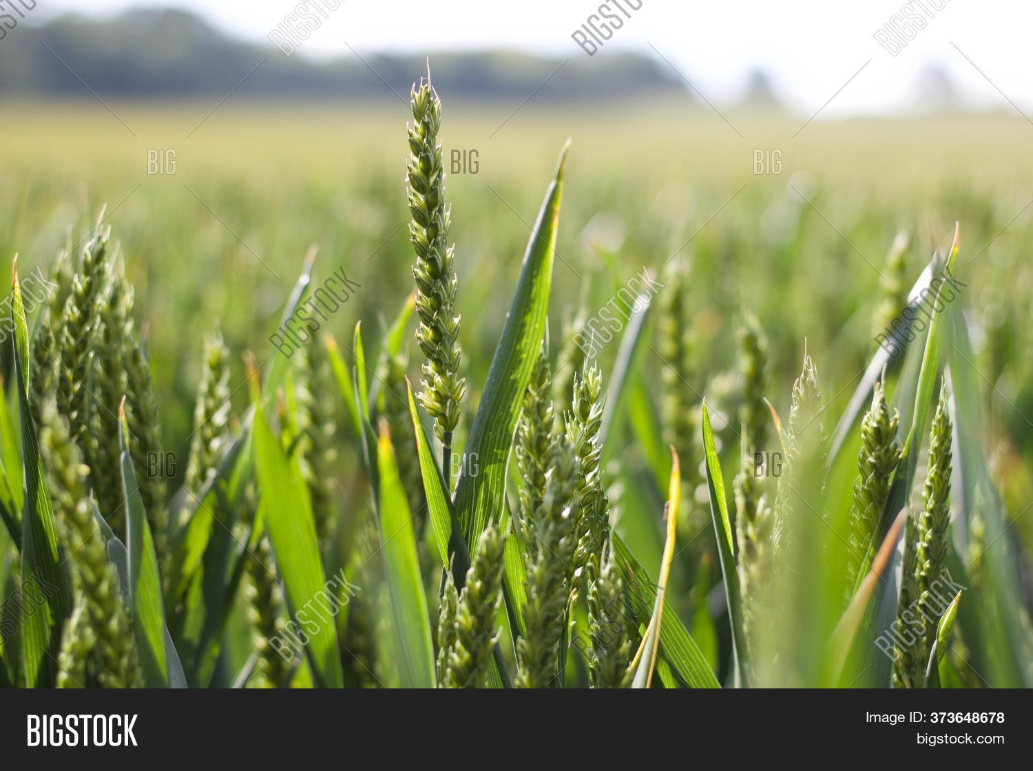 Beautiful Image Image & Photo (Free Trial) | Bigstock