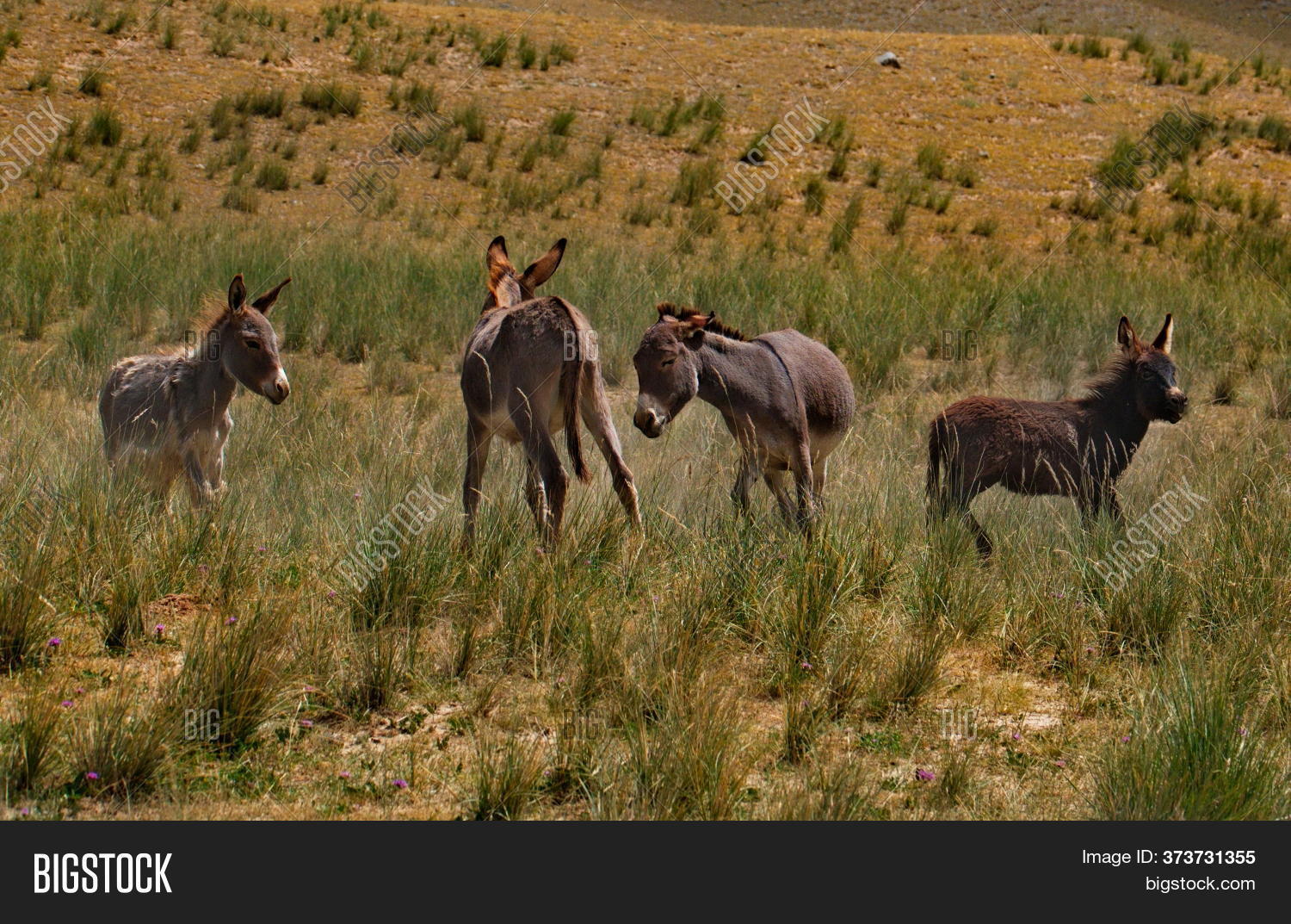 Tajikistan. Pamir Image & Photo (Free Trial) | Bigstock