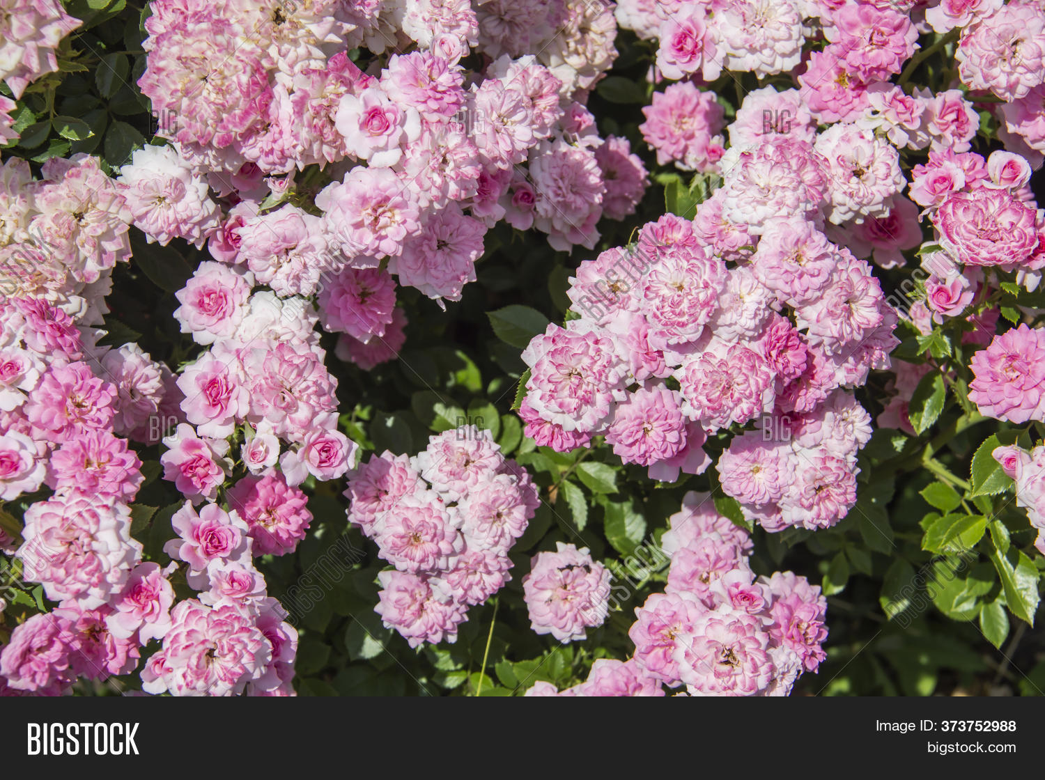 Small Pink Roses On Image & Photo (Free Trial) | Bigstock