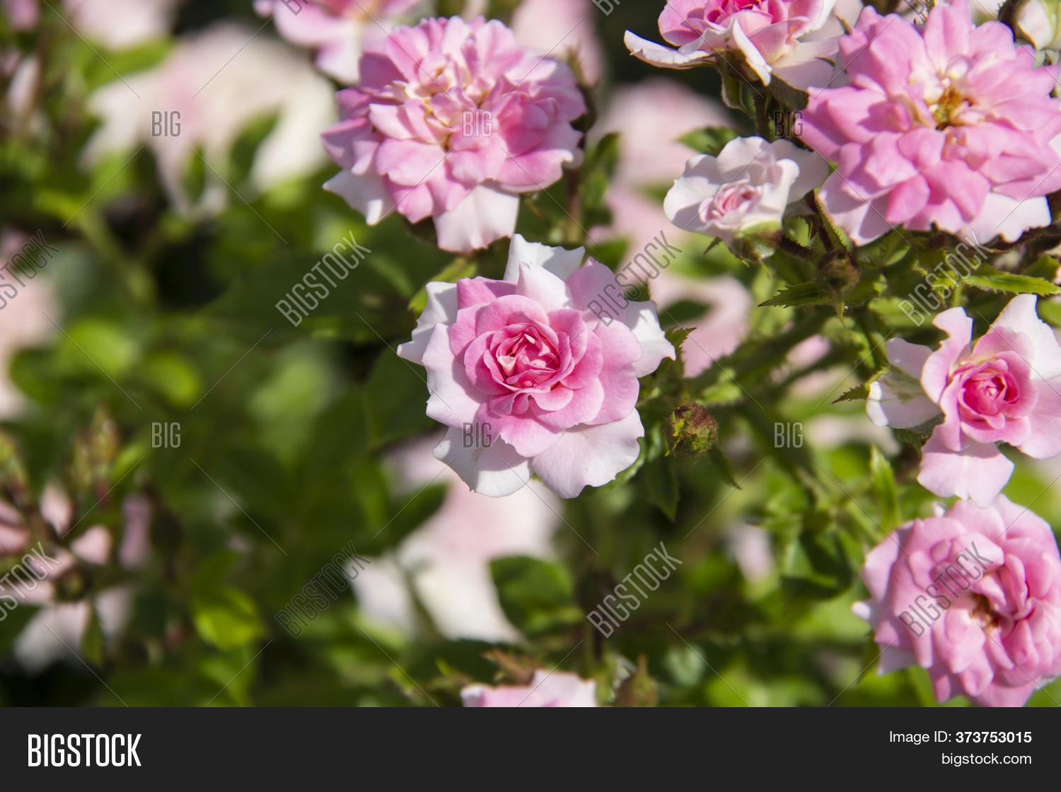 Small Pink Roses On Image & Photo (Free Trial) | Bigstock