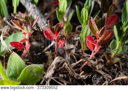 Labiate Red Leaves Image & Photo (Free Trial) | Bigstock