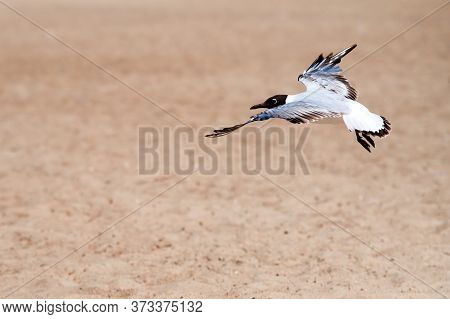 Swoop Images, Illustrations & Vectors (Free) - Bigstock