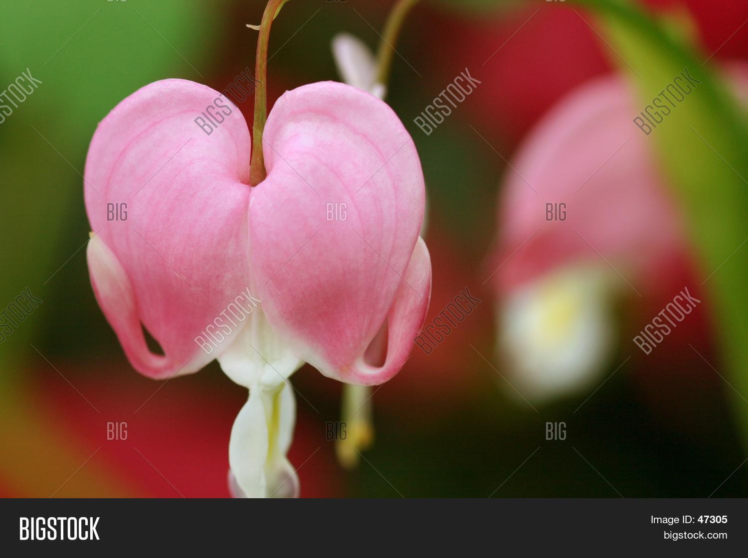 Heart Shaped Bud Image & Photo (Free Trial) | Bigstock