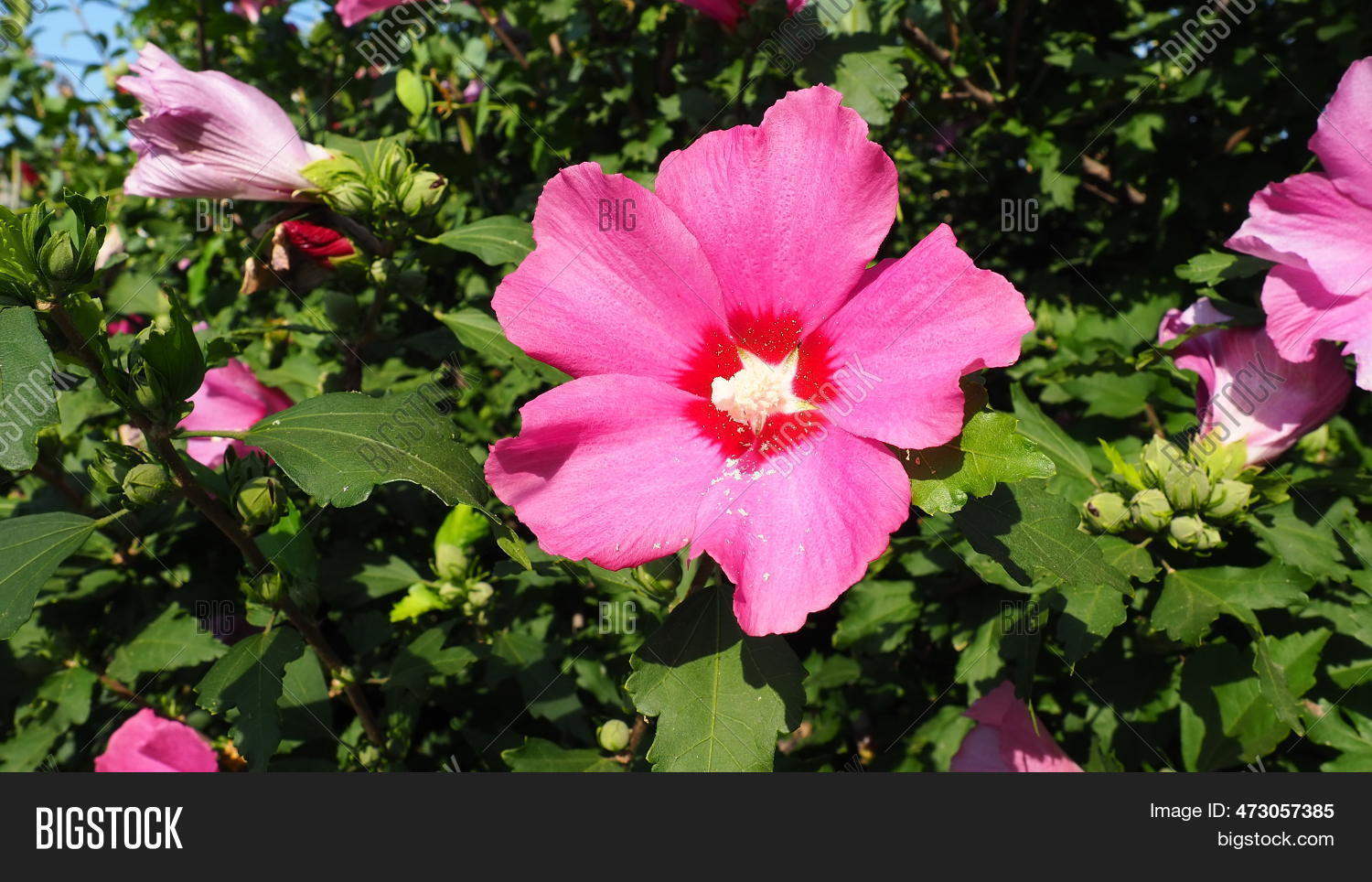 Hibiscus Large Genus Image & Photo (Free Trial) | Bigstock