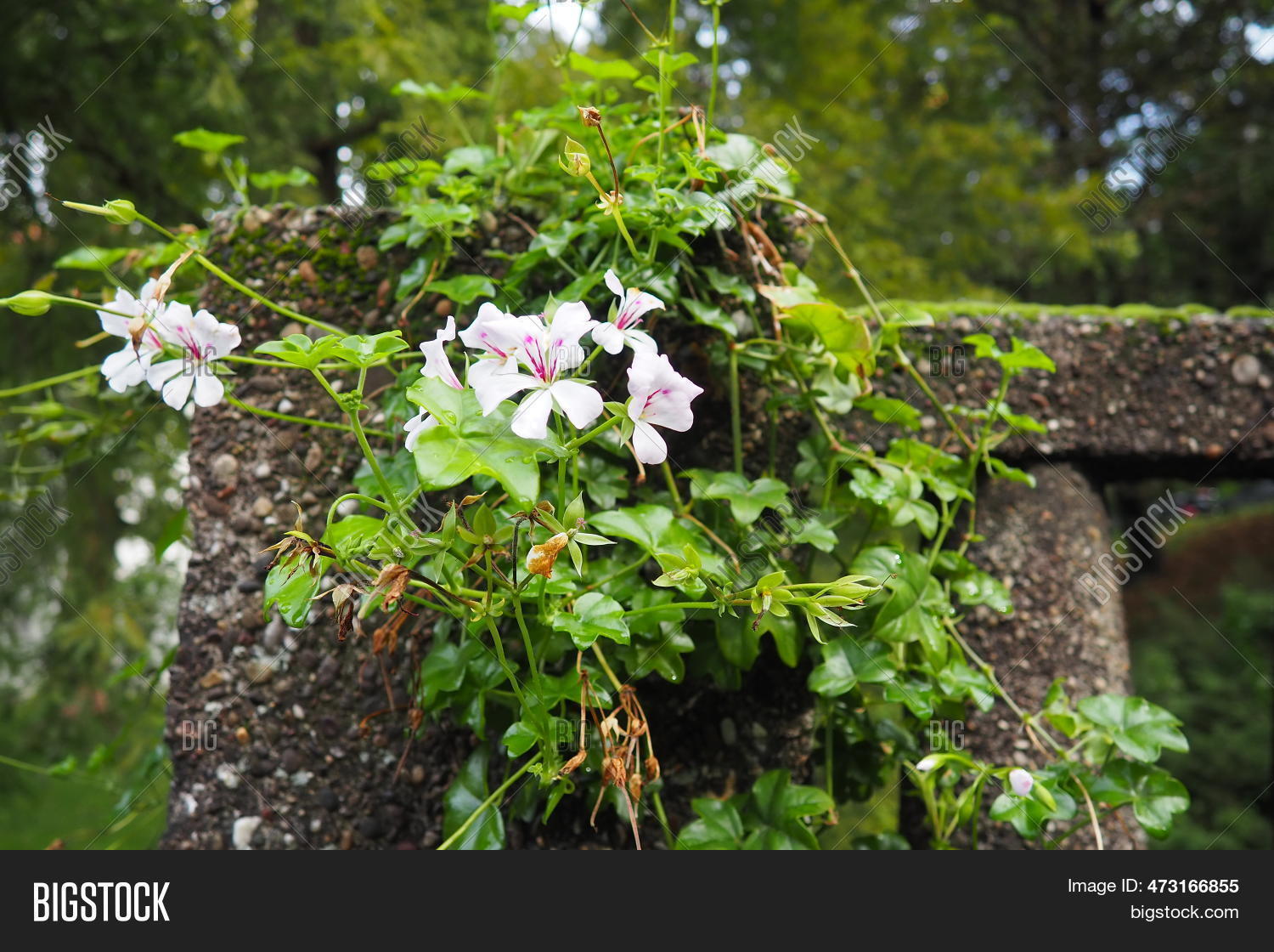 Blooming White Ivy Image & Photo (Free Trial) | Bigstock