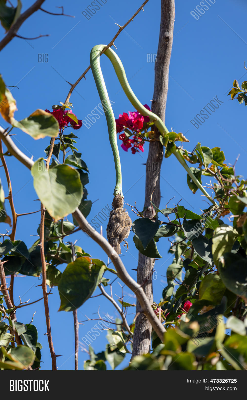 Green Snake Hanging Image & Photo (Free Trial) | Bigstock