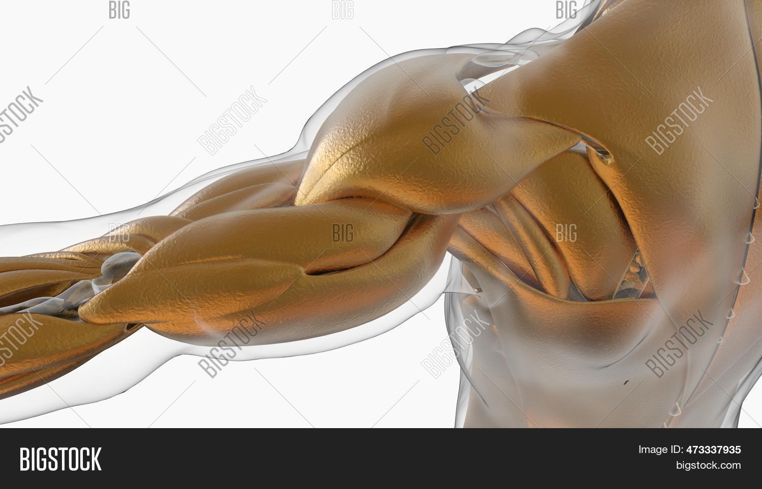 Human Muscle Anatomy Image & Photo (Free Trial) | Bigstock