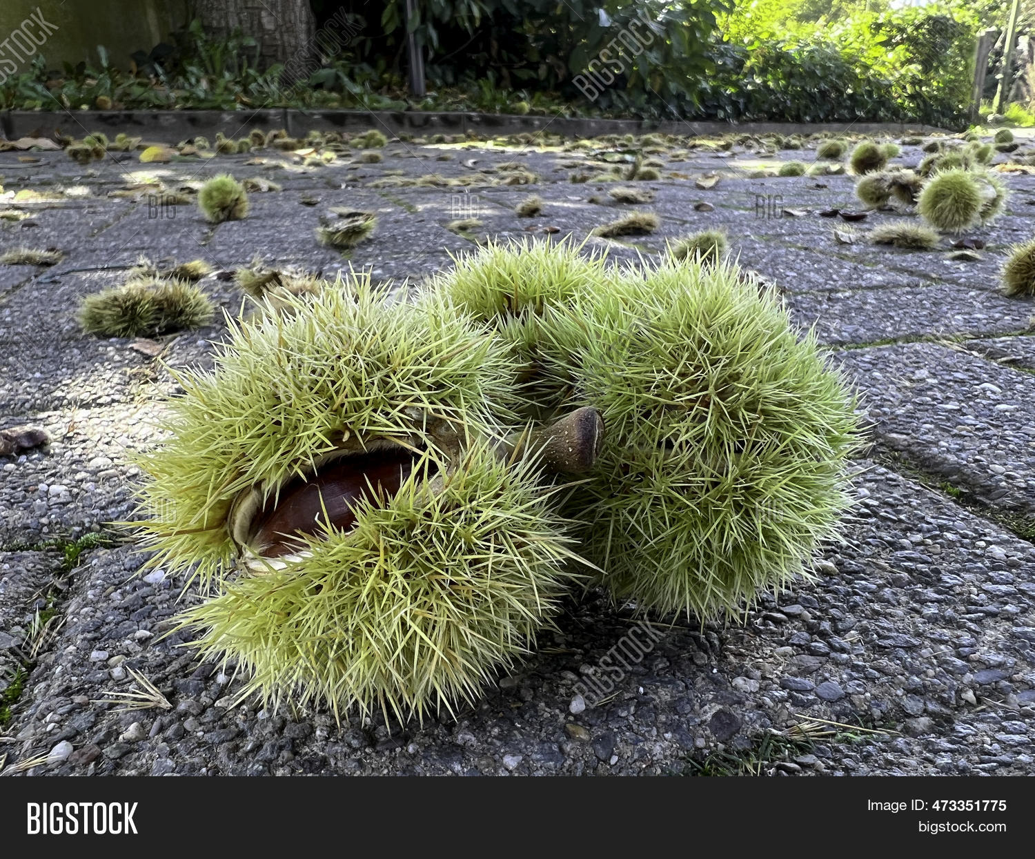Close- Chestnut Fruits Image & Photo (Free Trial) | Bigstock