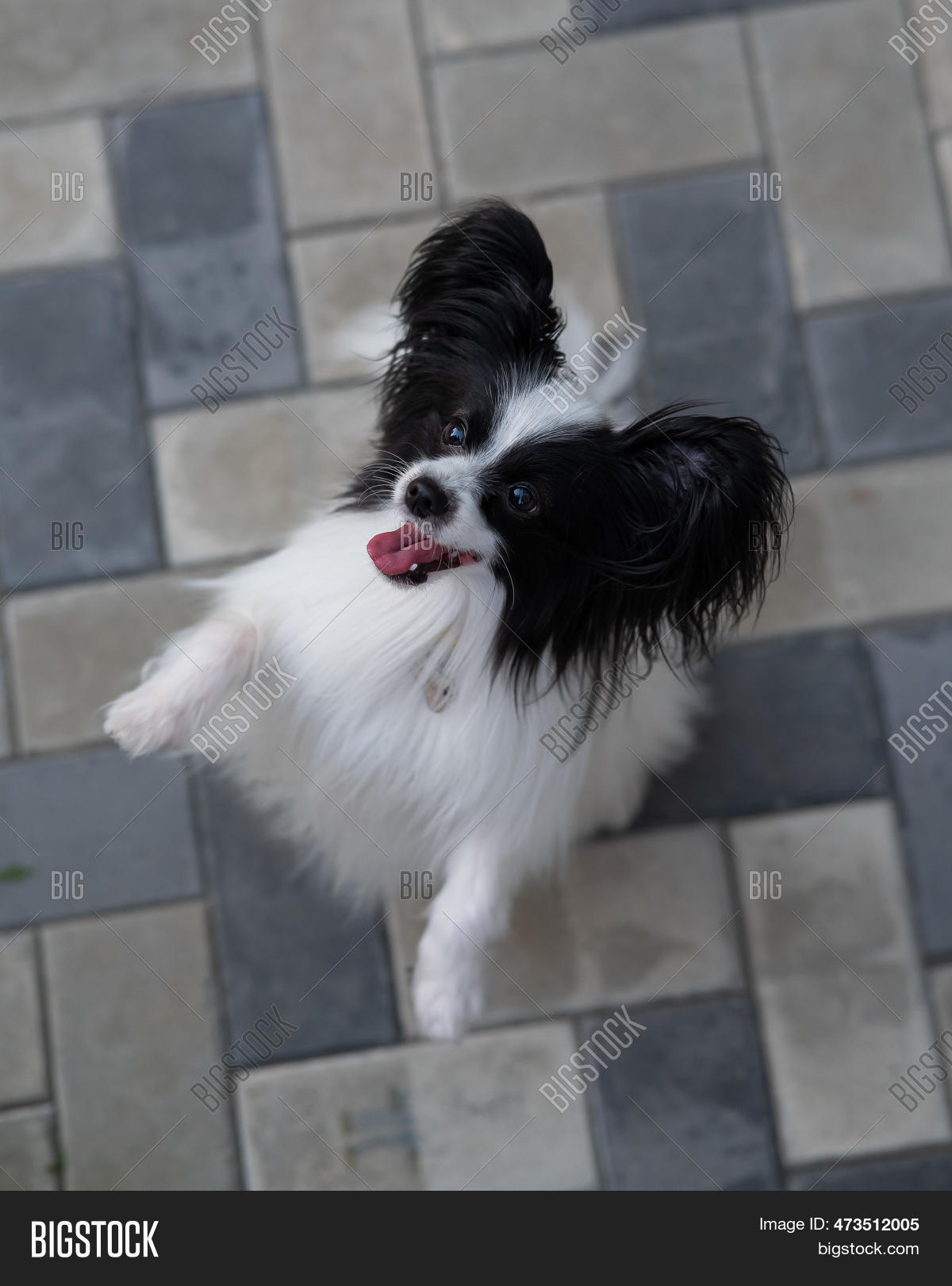 Top View Pappilion Dog Image & Photo (Free Trial) | Bigstock