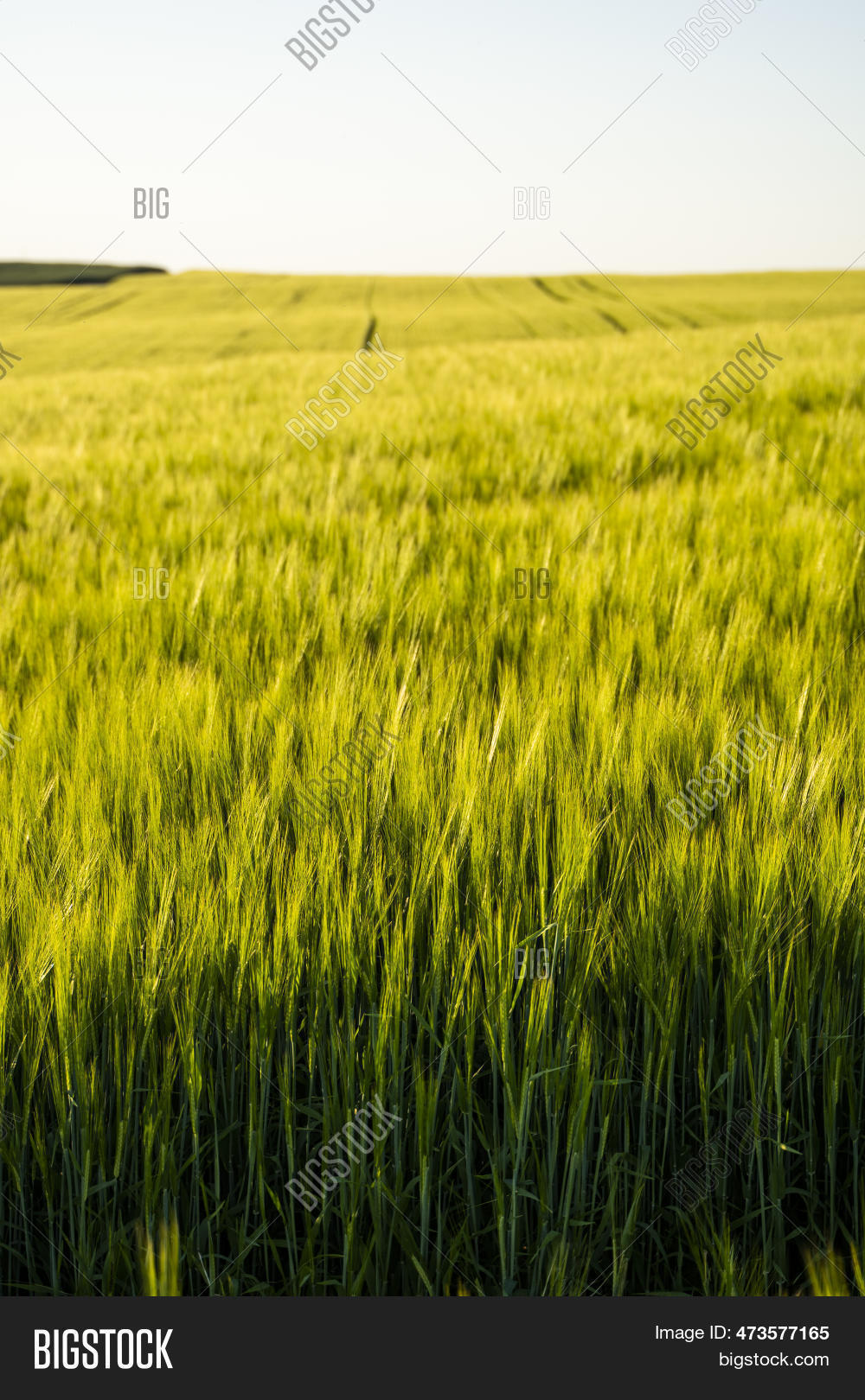 Landskape Agricultural Image & Photo (Free Trial) | Bigstock