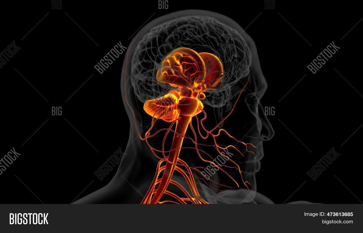 Human Brain Anatomy Image & Photo (Free Trial) | Bigstock