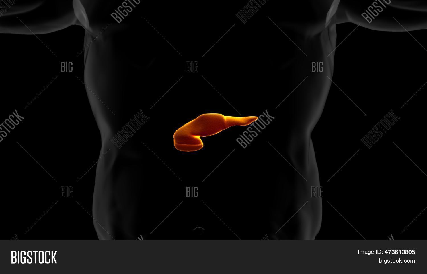 Pancreas Human Image & Photo (Free Trial) | Bigstock