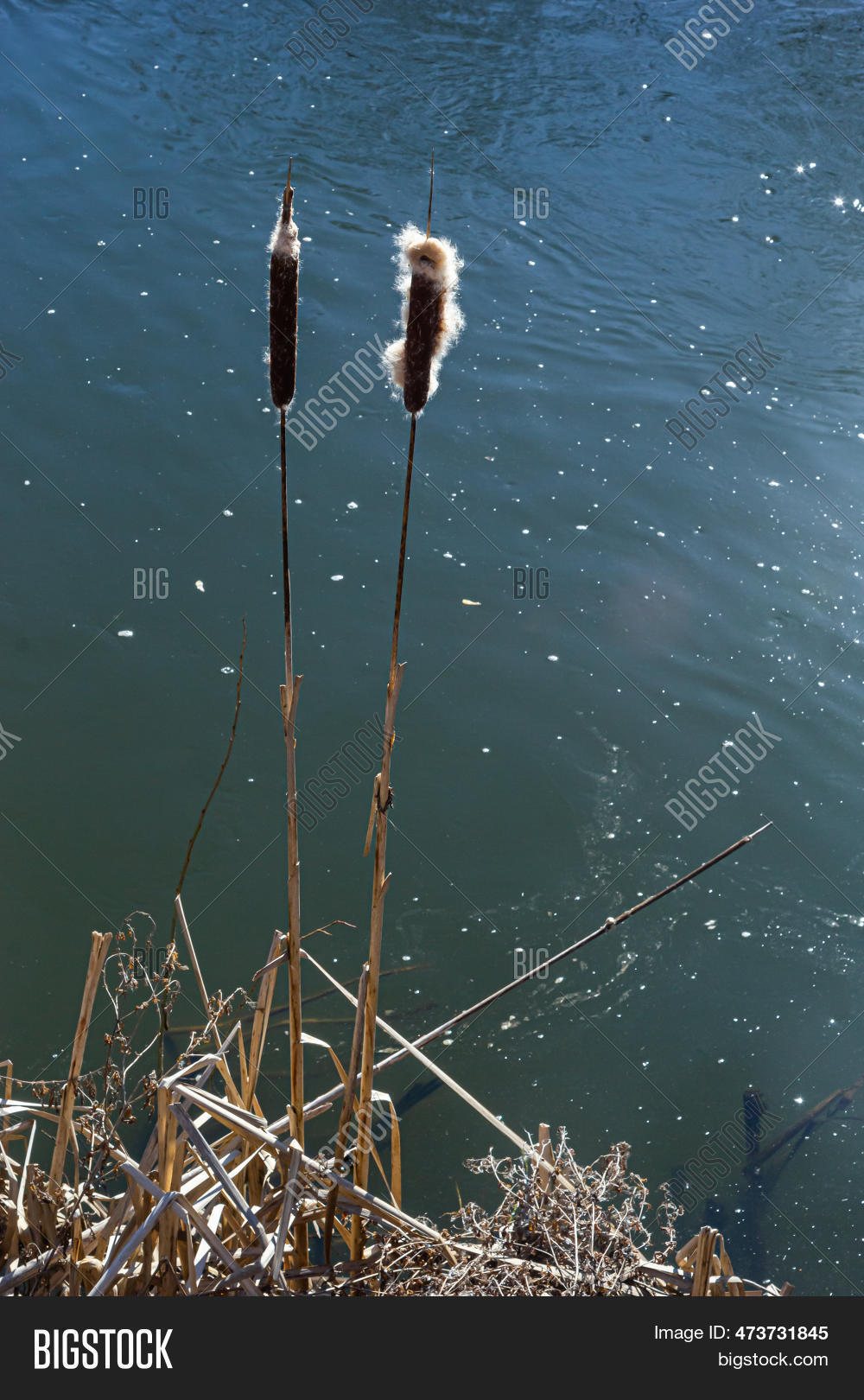 Cattails Bulrush Typha Image & Photo (Free Trial) | Bigstock