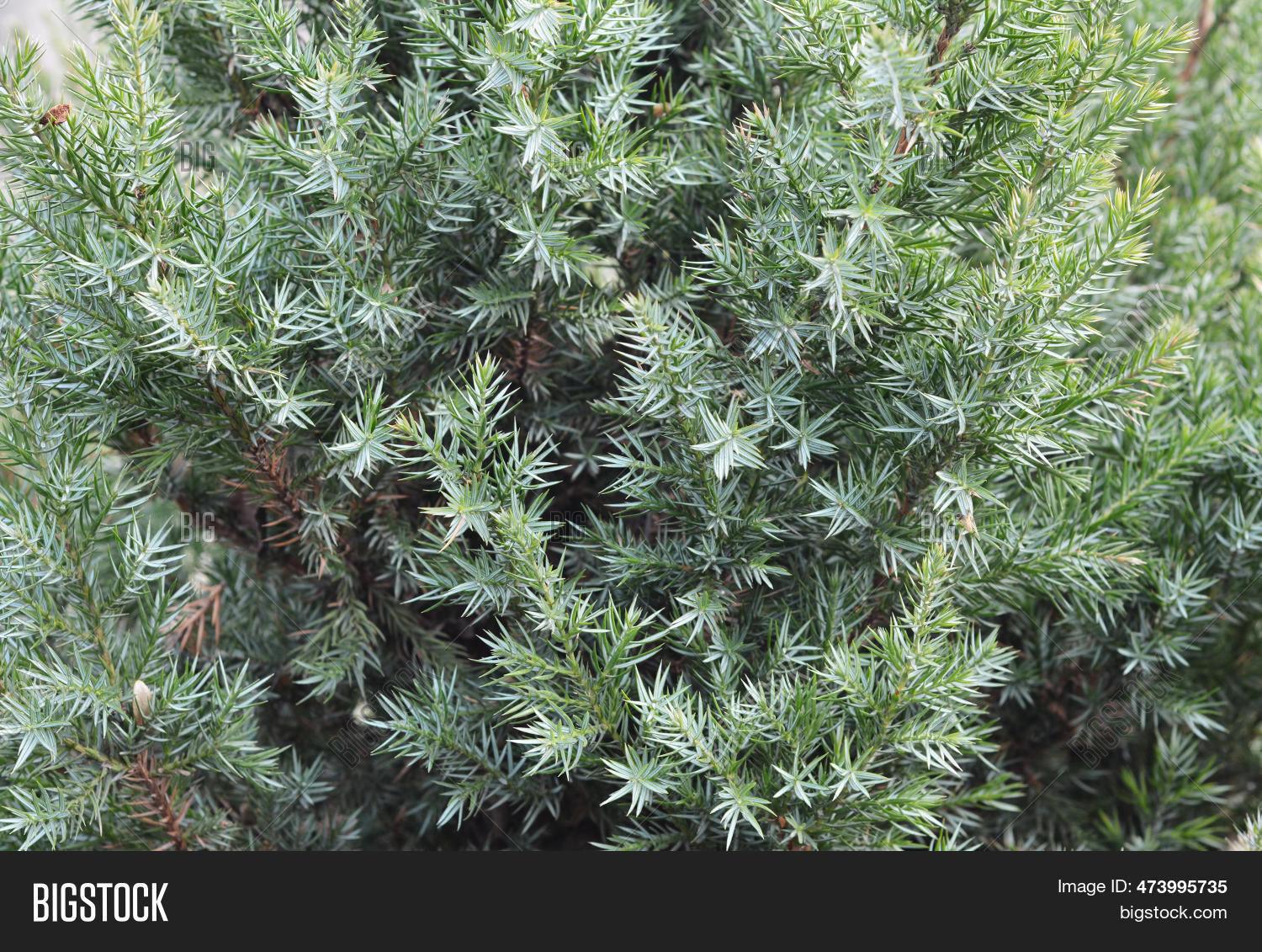 Close On Juniperus Image & Photo (Free Trial) | Bigstock