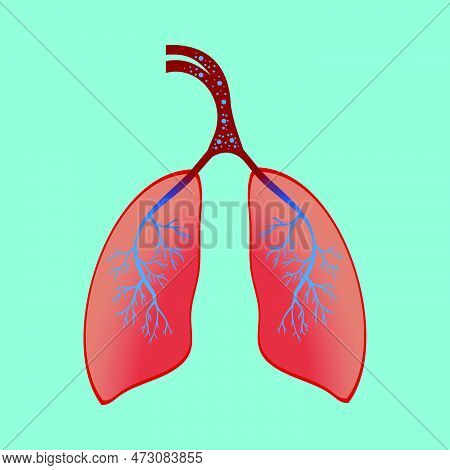 Lungs Pumping Oxygen Vector & Photo (Free Trial) | Bigstock
