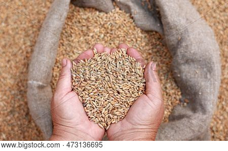 Wheat Grains Hand Image & Photo (Free Trial) | Bigstock
