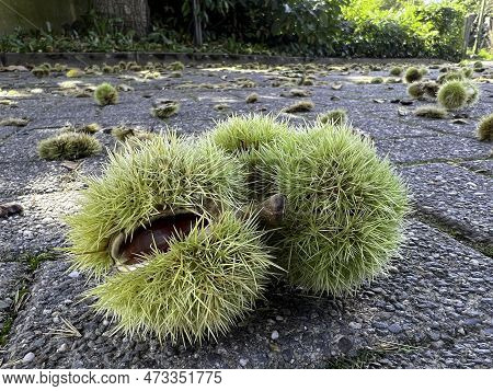 Close- Chestnut Fruits Image & Photo (Free Trial) | Bigstock