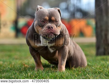 Muscular American Image & Photo (Free Trial) | Bigstock