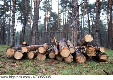 Log Spruce Trunks Pile Image & Photo (Free Trial) | Bigstock