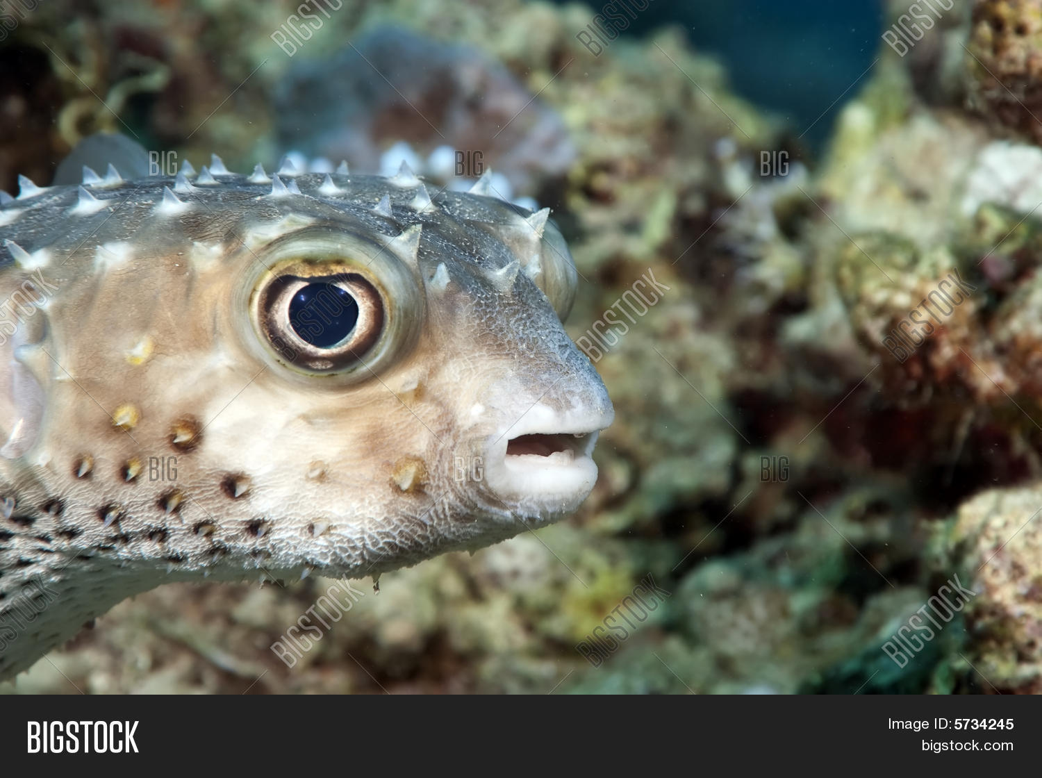 Yellowspotted Burrfish Image & Photo (Free Trial) | Bigstock