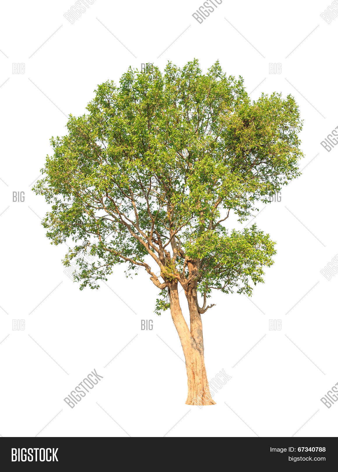 Irvingia Malayana Image & Photo (Free Trial) | Bigstock