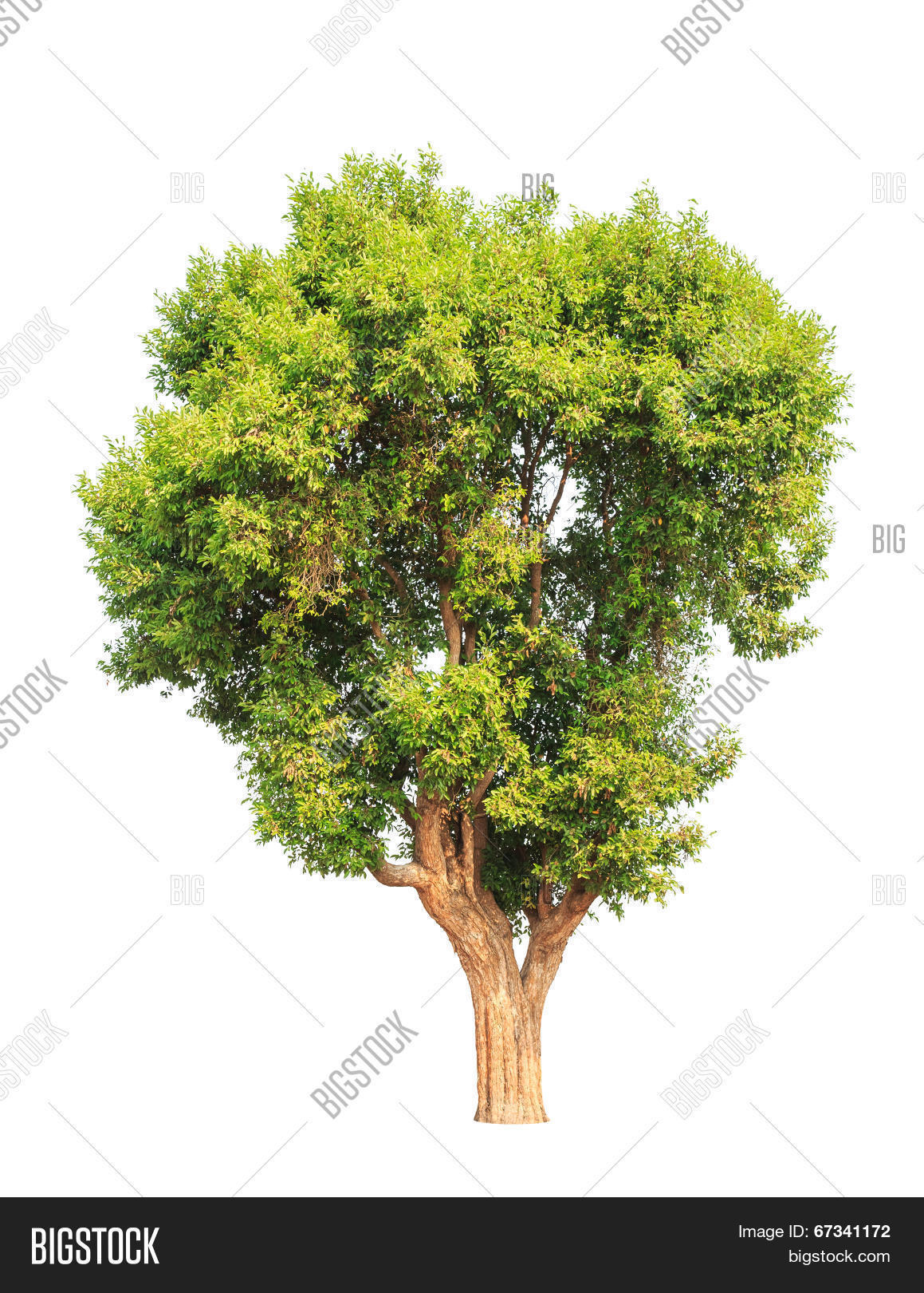 Irvingia Malayana Image & Photo (Free Trial) | Bigstock