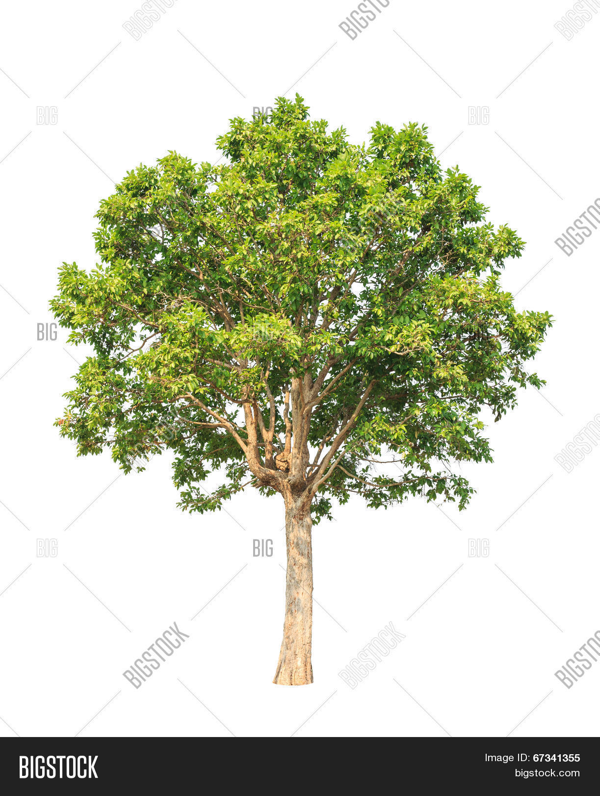 Irvingia Malayana Image & Photo (Free Trial) | Bigstock