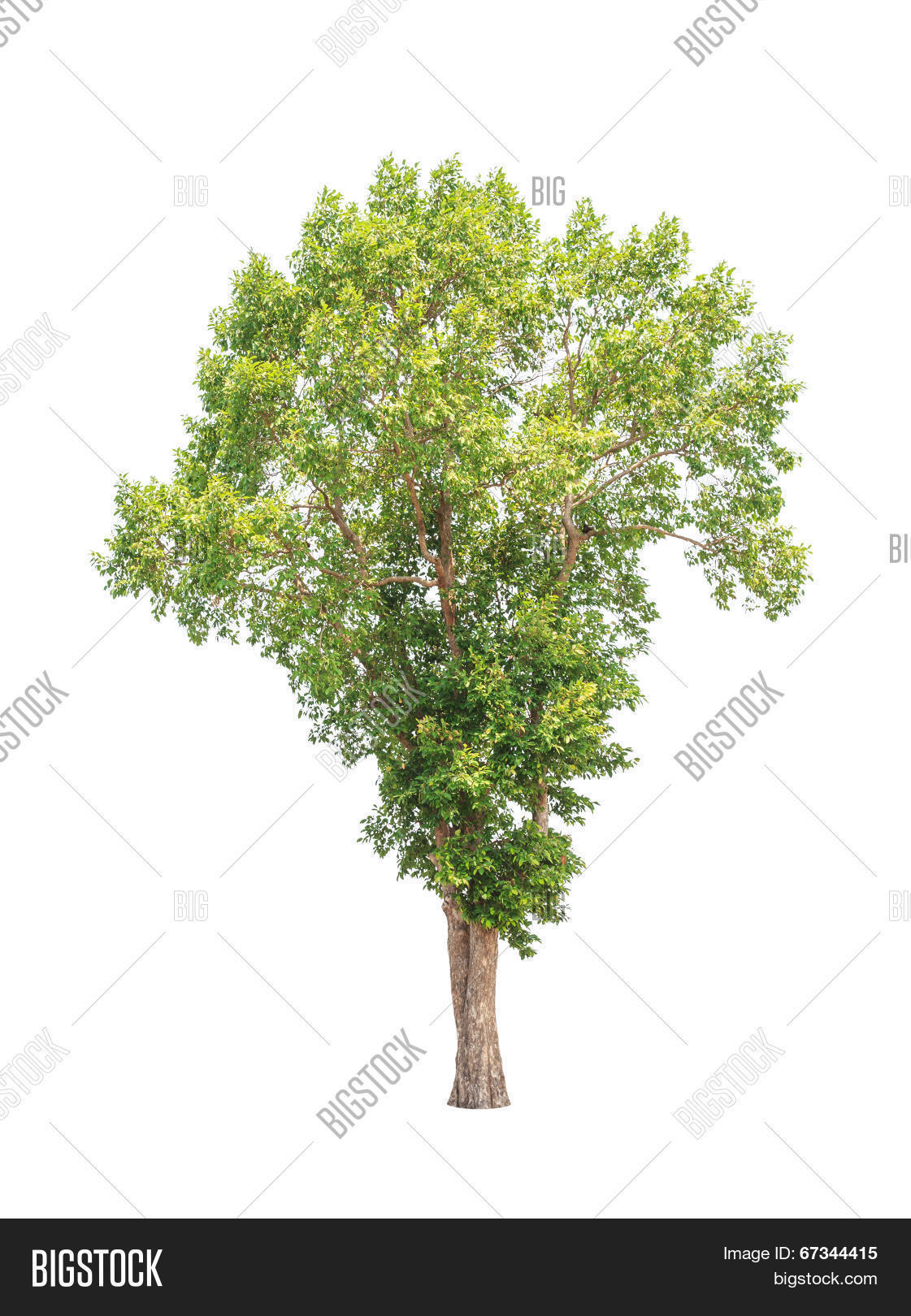 Irvingia Malayana Image & Photo (Free Trial) | Bigstock