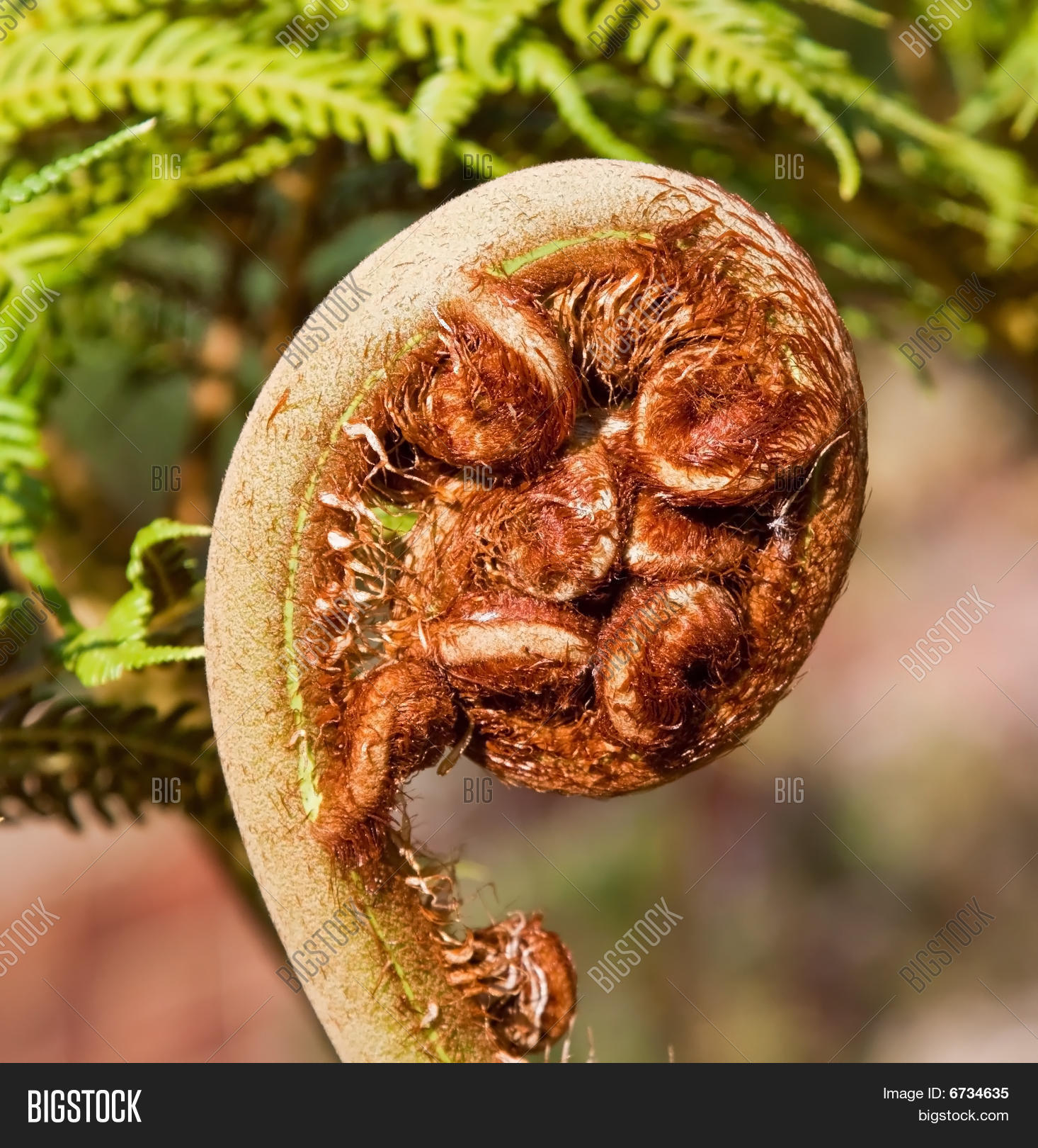 Boomvaring Huis Image & Photo (Free Trial) | Bigstock