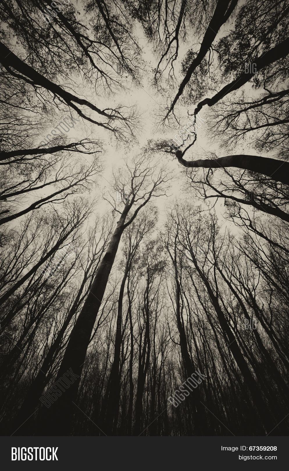 Spooky Trees Looking Image & Photo (Free Trial) | Bigstock