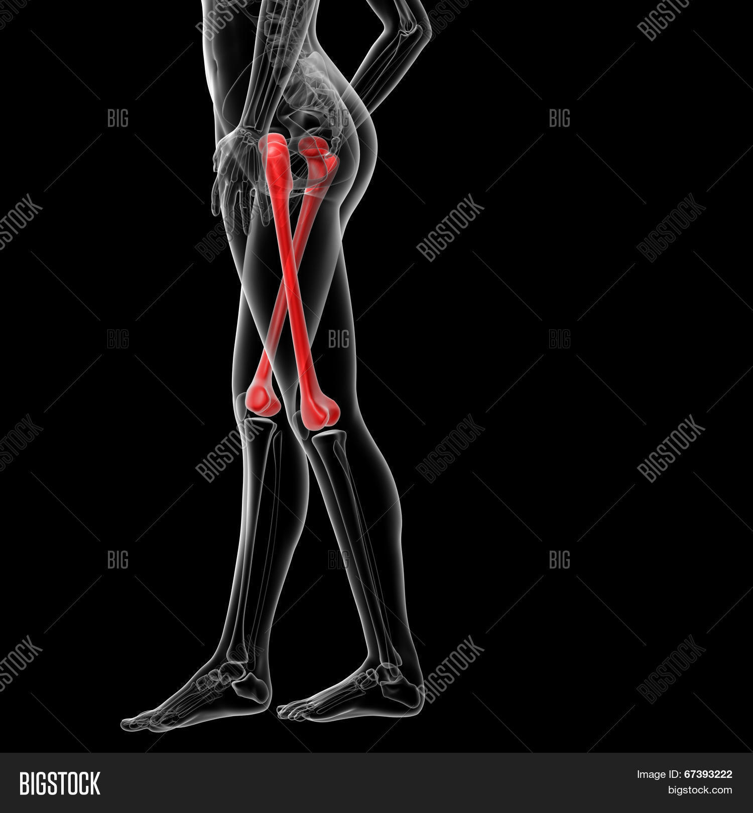 Femur Bone Image & Photo (Free Trial) | Bigstock
