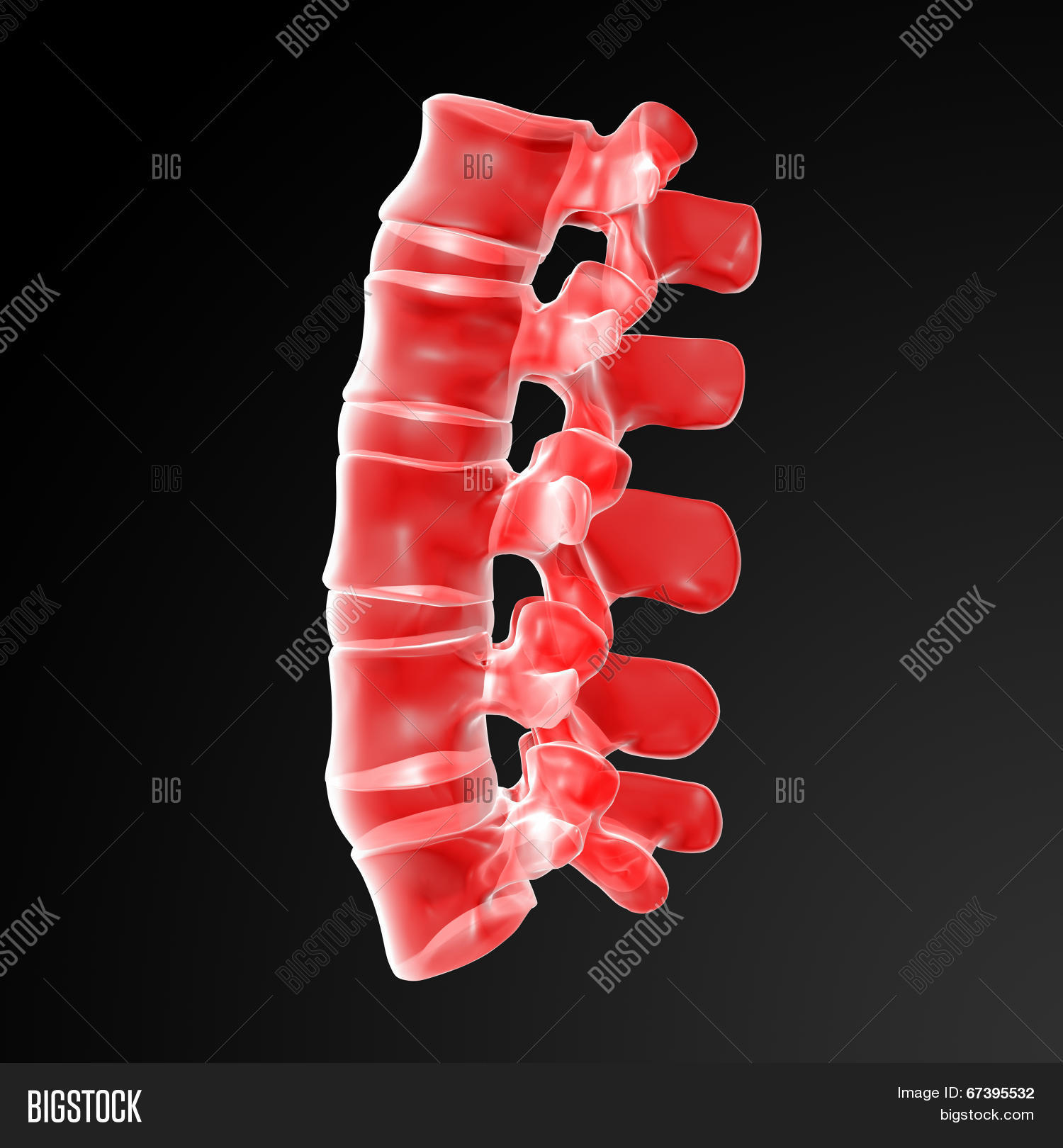 Lumbar Image & Photo (Free Trial) | Bigstock