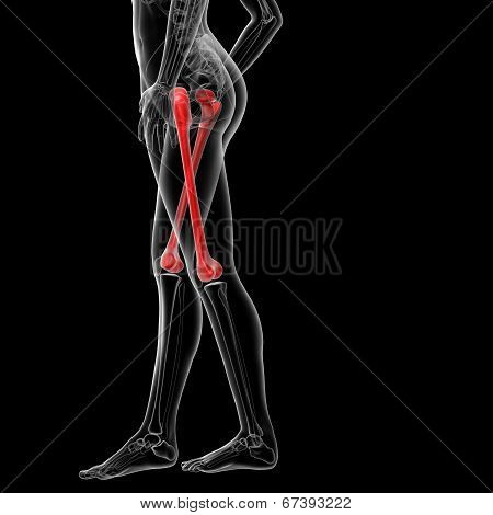 Femur Bone Image & Photo (Free Trial) | Bigstock