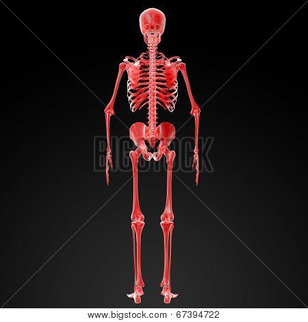 3D Render Skeleton X- Image & Photo (Free Trial) | Bigstock