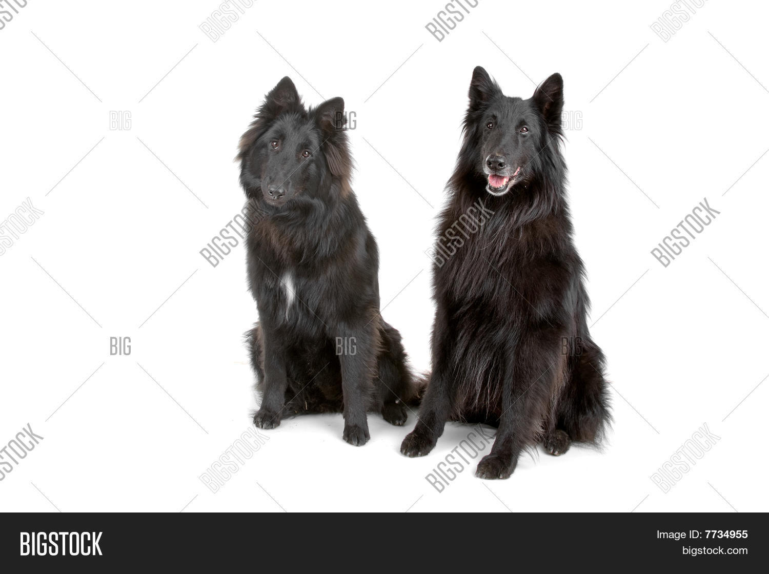 Groenendaeler. Black Image & Photo (Free Trial) | Bigstock