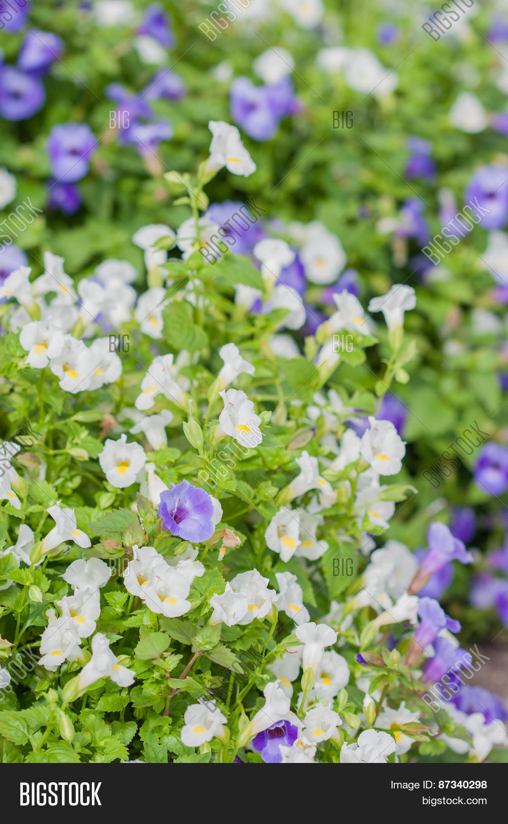 Torenia Wishbone Image & Photo (Free Trial) | Bigstock
